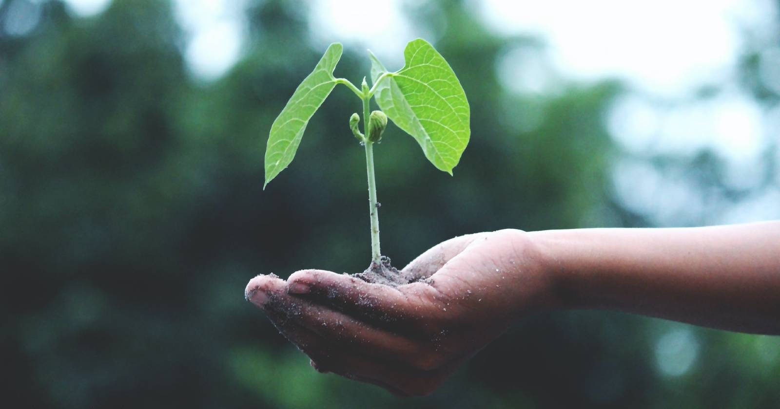 Un árbol, un seguro: nuestro compromiso para reforestar la Amazonía